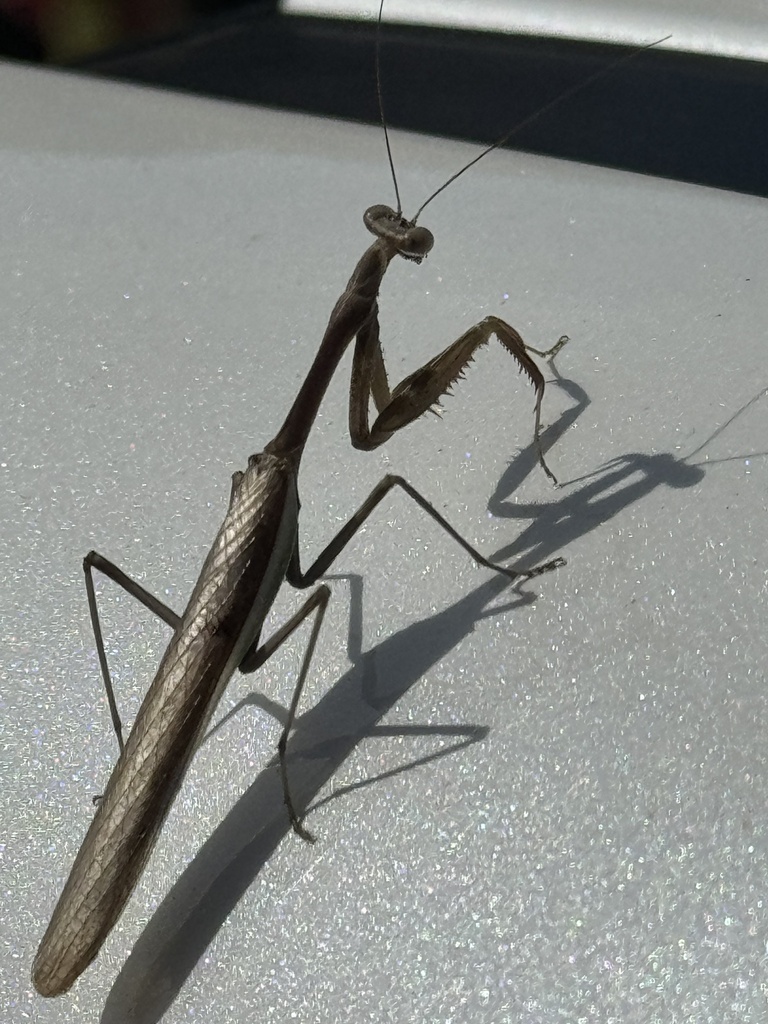 Arizona Mantis from San Diego County, US-CA, US on December 26, 2024 at ...