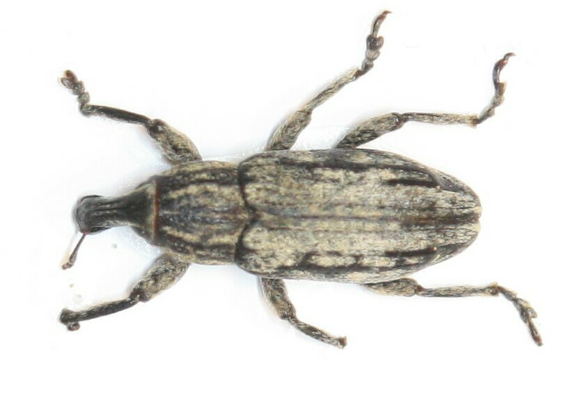 Mecaspis alternans from Лискинский р-н, Воронежская обл., Россия on ...