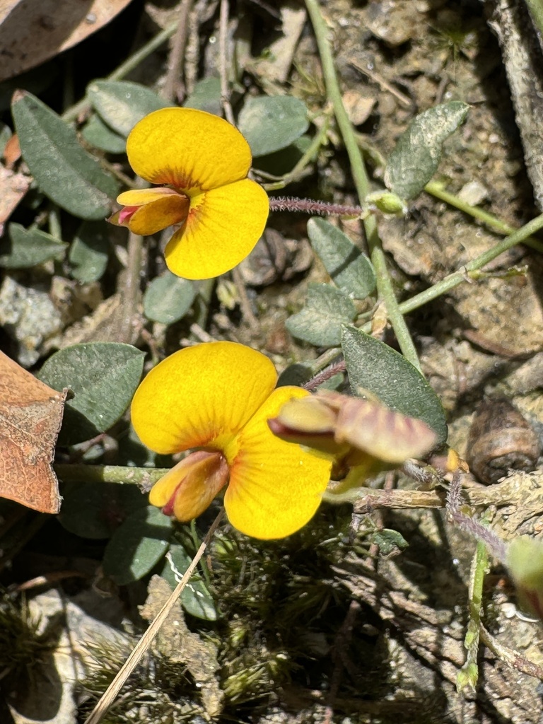 Bossiaea prostrata - The Missing Library
