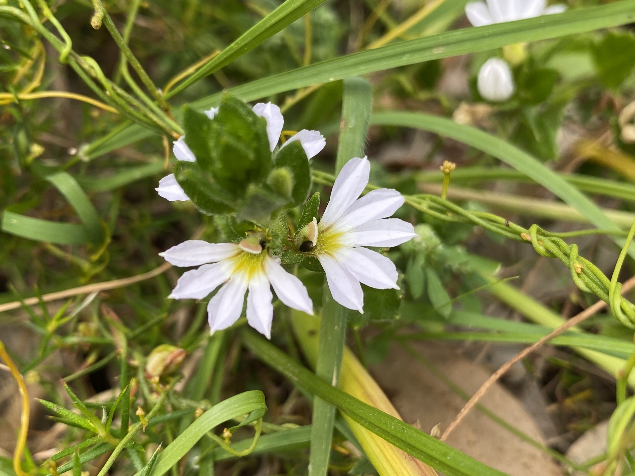 Scaevola albida - The Missing Library