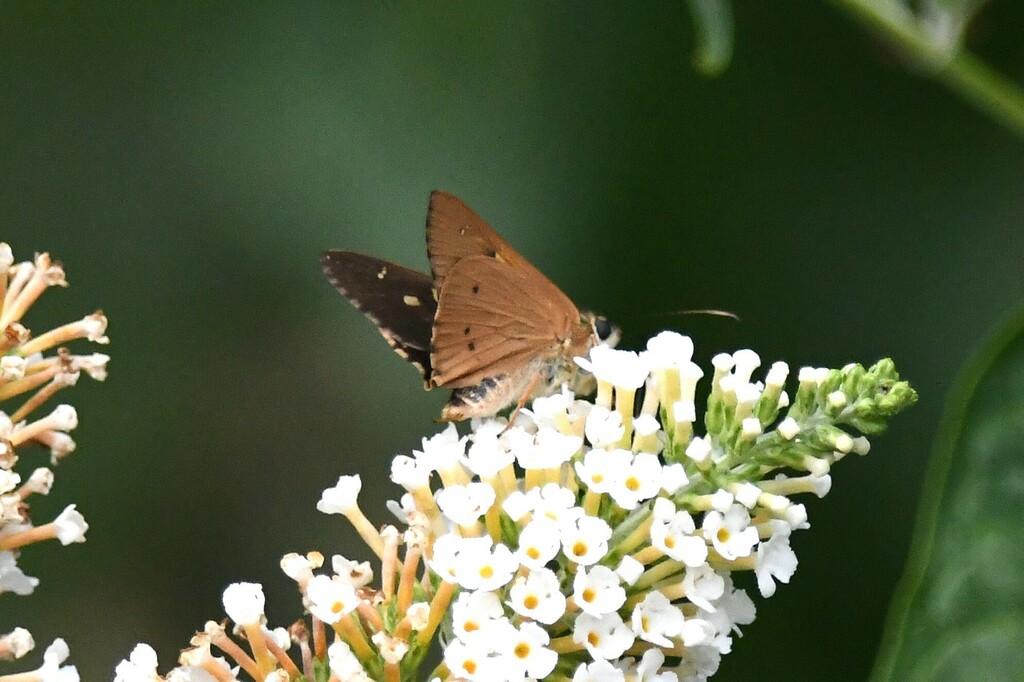 Flame Sedge-skipper from St Andrews VIC 3761, Australia on December 30 ...