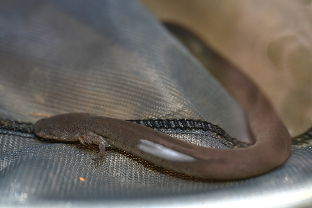 Lesser Siren in December 2024 by Kevin Smith · iNaturalist