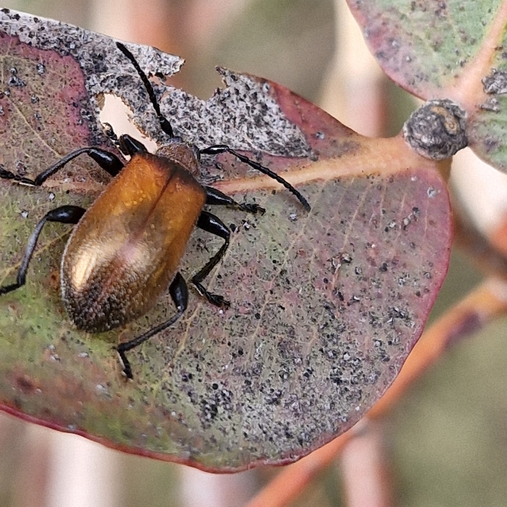 honeybrown beetle from Cranbourne VIC 3977, Australia on December 25 ...