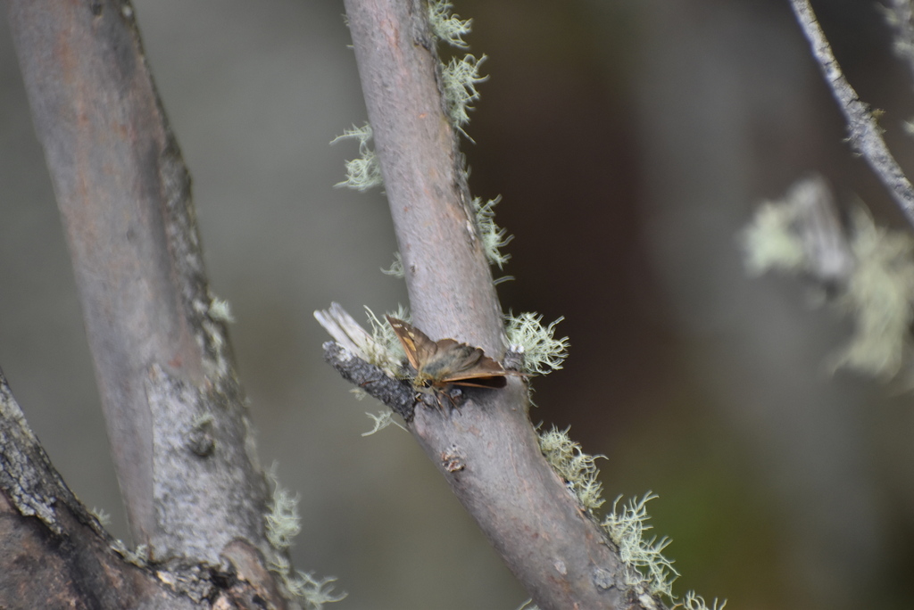 Flame Sedge-skipper from Wilsons Promontory VIC 3960, Australia on ...