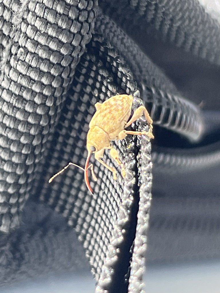 Nut and Acorn Weevils from Surfside Park, Mound, MN, US on August 08 ...