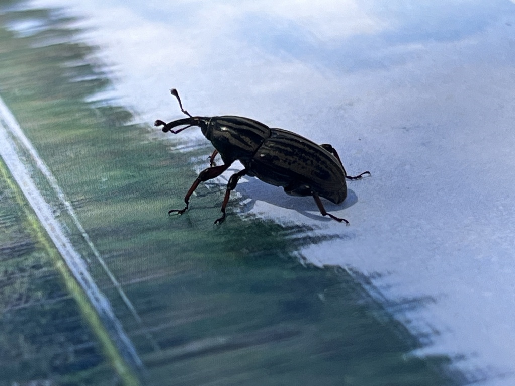 Tule Billbug from Surfside Park, Mound, MN, US on June 23, 2024 at 02: ...