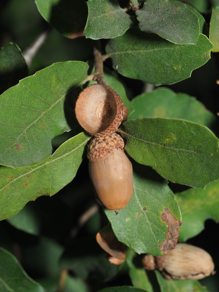 Quercus berberidifolia × engelmannii from Lone Oak Ln, Fallbrook, CA ...