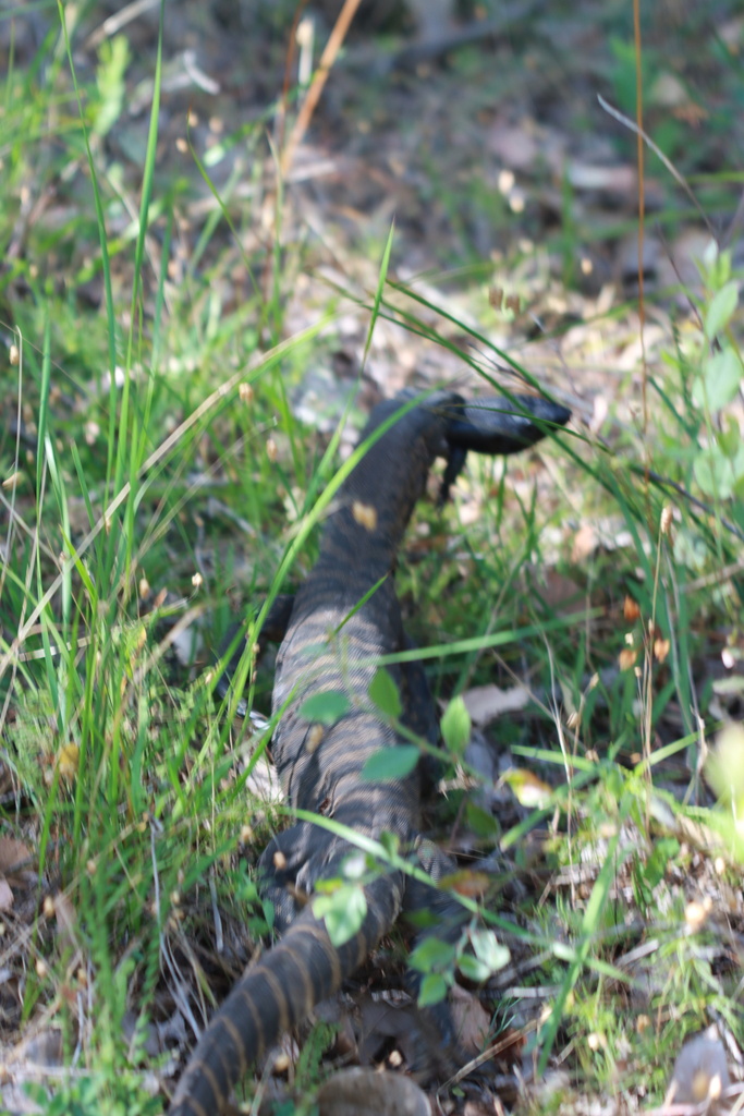 Heath Monitor in December 2024 by dustyfisher. Watched it catch a king ...