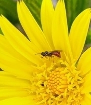 Bees from Overberg DC, South Africa on August 26, 2024 at 01:28 PM by ...