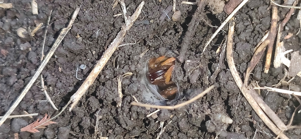 Calommata signata in March 2021 by kouta138 · iNaturalist