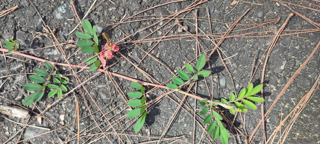 trailing indigo from VCGH+QV Pinhat, Phường 4, Đà Lạt, Lâm Đồng ...