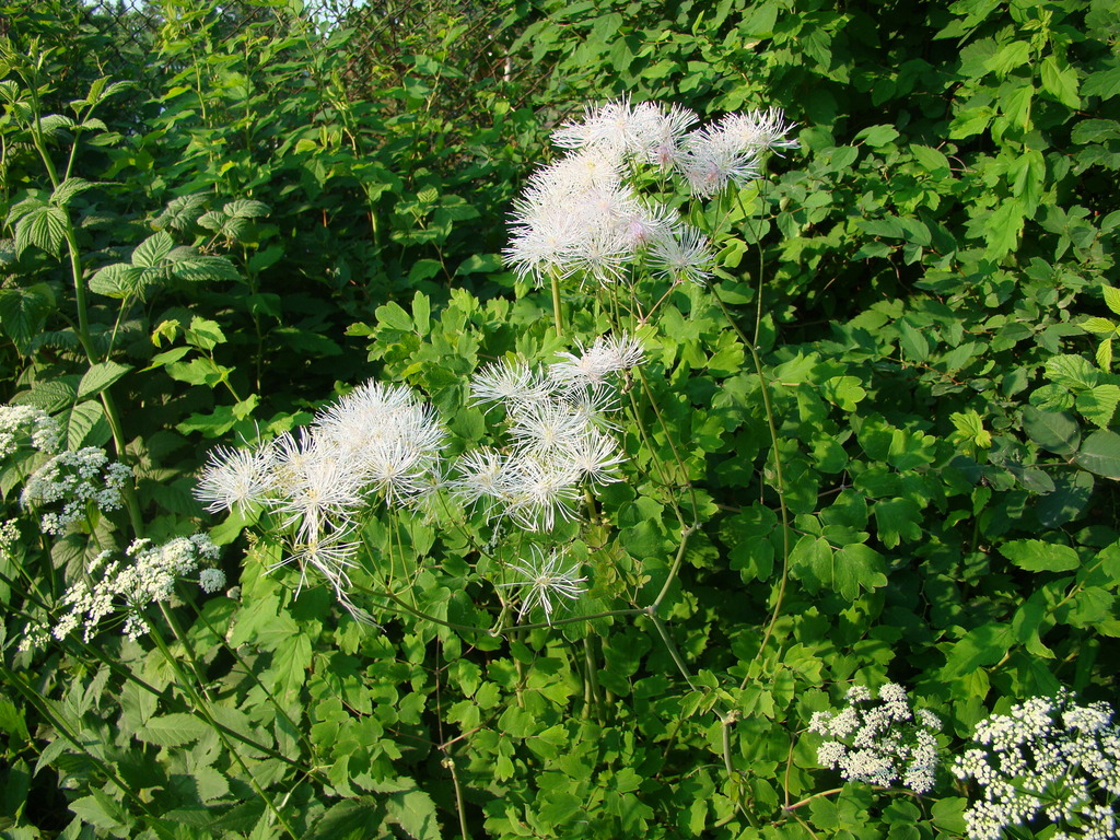 French meadow-rue from Стар. Белоостров, Ленинградская обл., Россия on ...