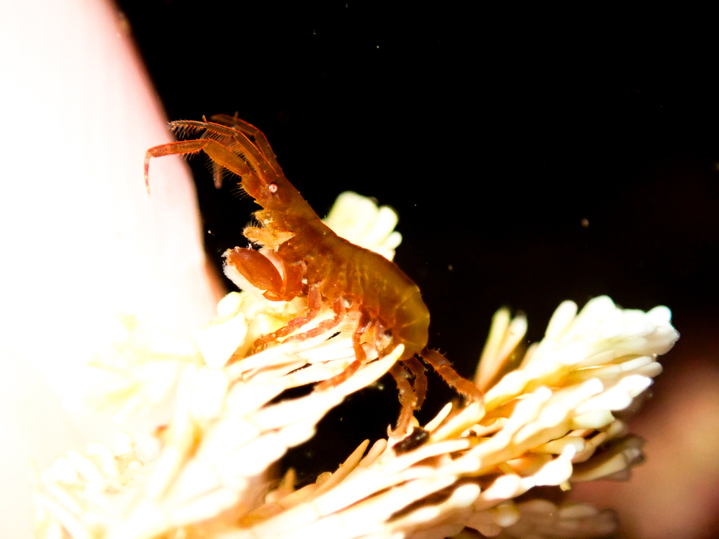 Podoceridae from Bateau Bay Beach, NSW, Australia on December 30, 2024 ...