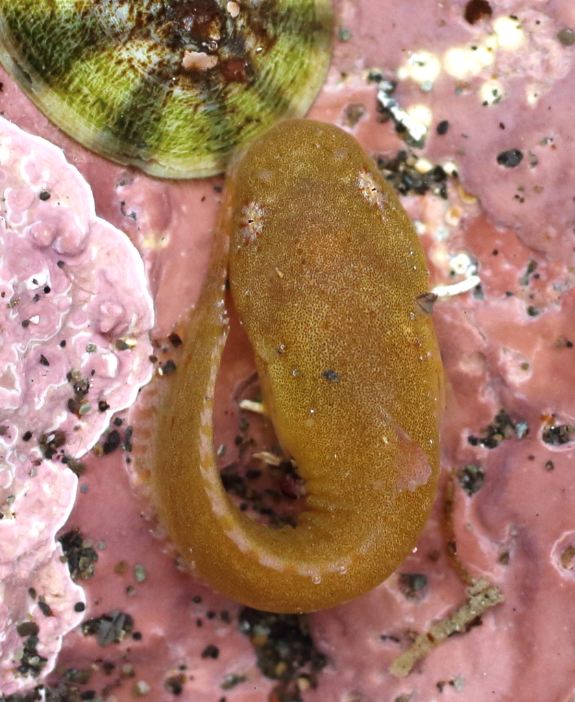 Snailfishes (Liparidae) - Marine Life Identification