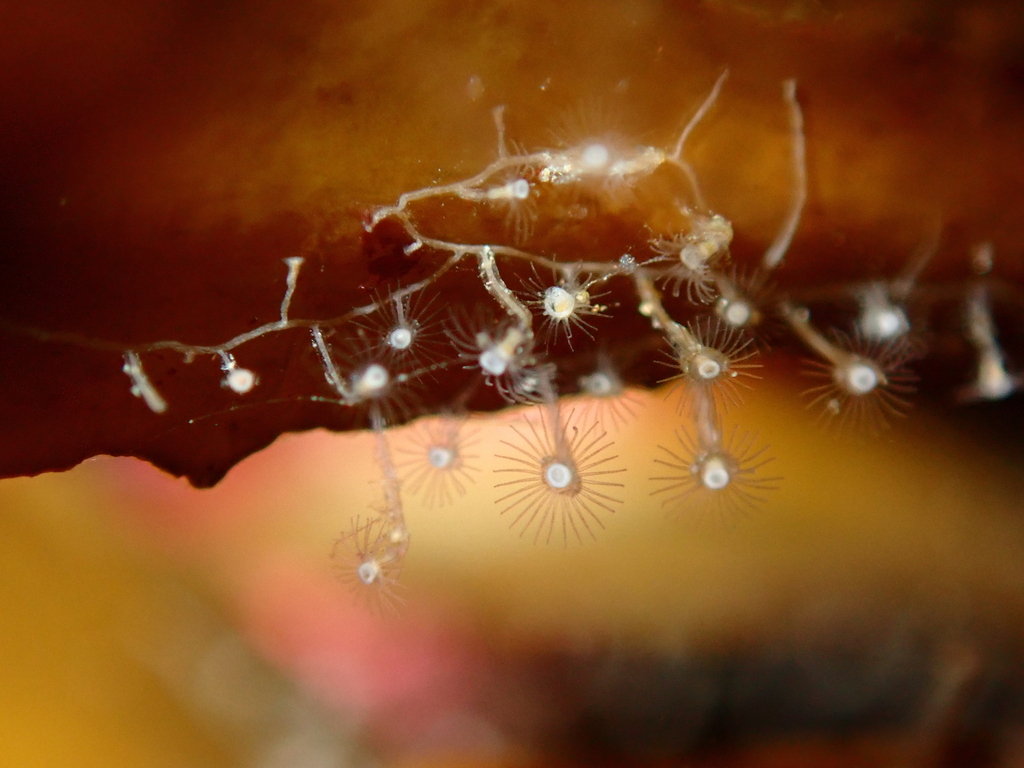 Hydrozoans from Central Coast NSW, Australia on December 30, 2024 at 02 ...