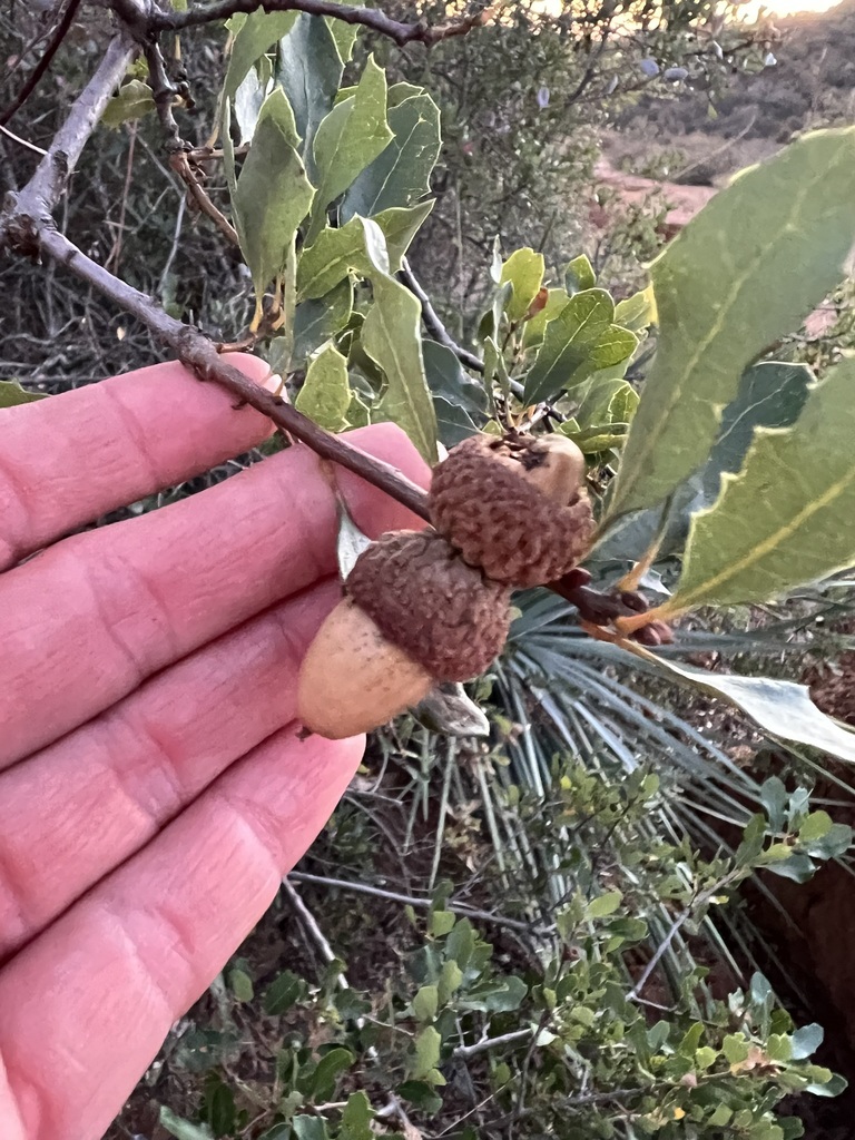 Torrey's Hybrid Oak from San Diego County, CA, USA on December 18, 2024 ...