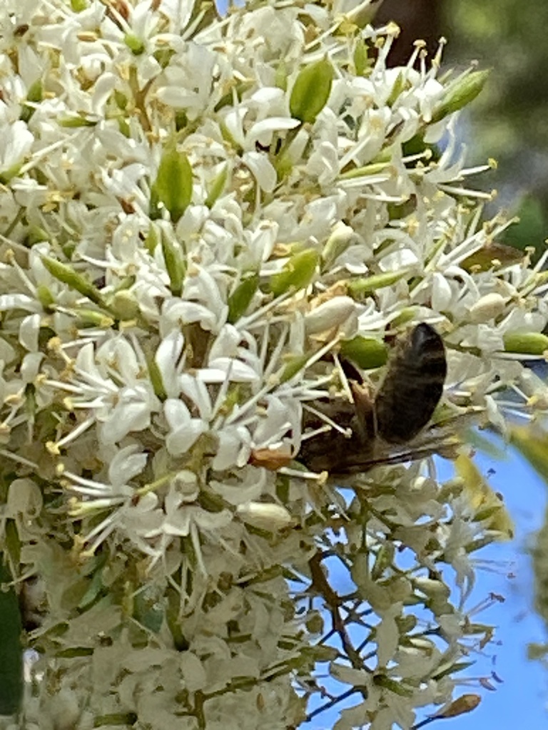 Western Honey Bee from Koala Conservation Reserve, Rhyll, VIC, AU on ...