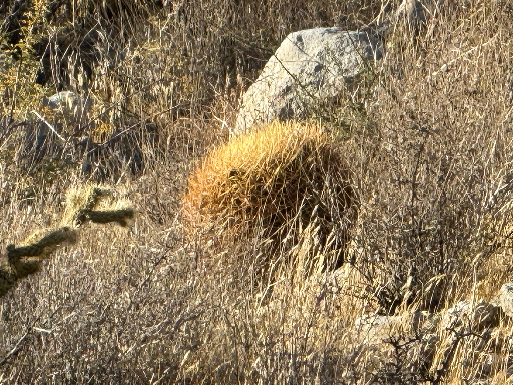 California Barrel Cactus from In-Ko-Pah Park Rd, Imperial, CA, US on ...