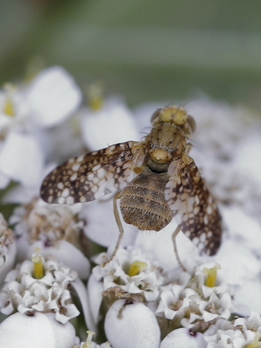 Genus Oxyna · iNaturalist United Kingdom
