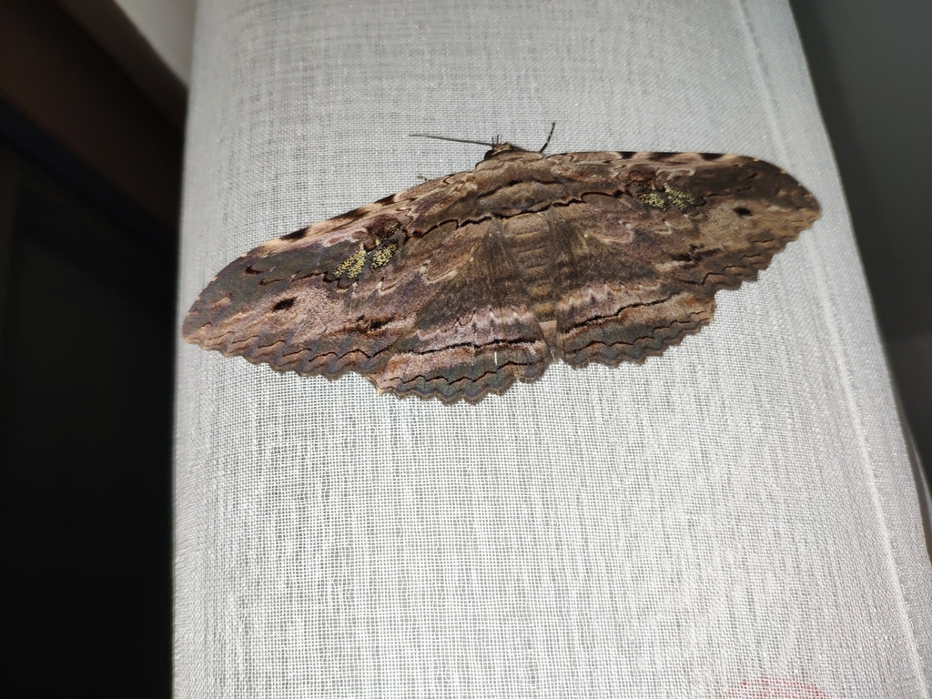 Anisoneura aluco from YunnanXishuangbannaMengla中国科学院西双版纳热带植物园 on July ...