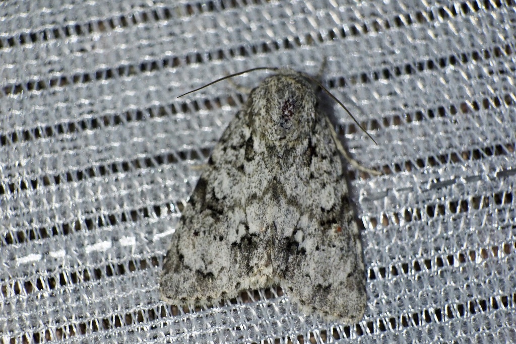 Acronicta pruinosa from 行永, 舞鶴市, 京都府, JP on August 30, 2020 at 08:07 PM ...