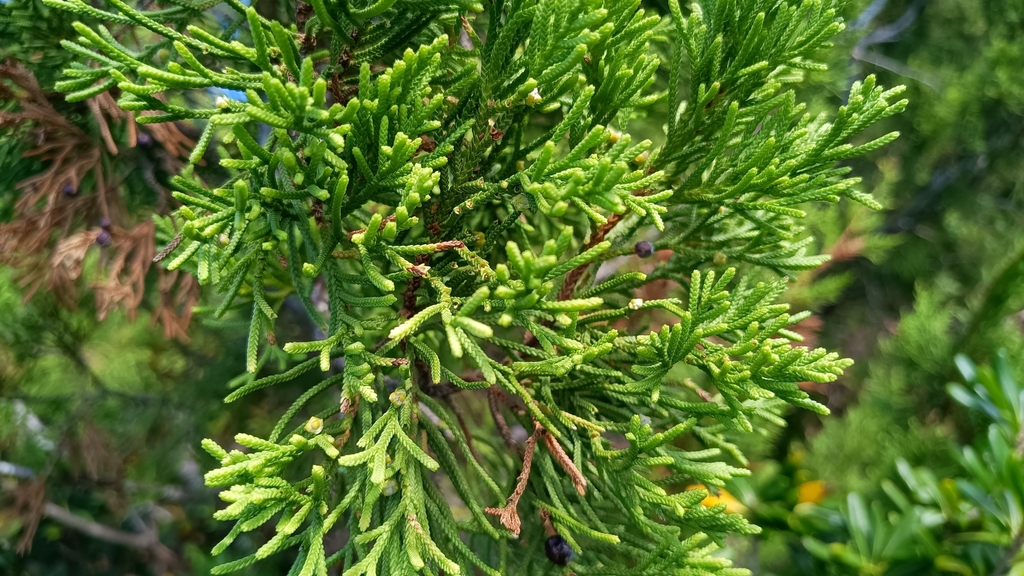 Bermuda juniper in October 2023 by Joren van Schie · iNaturalist