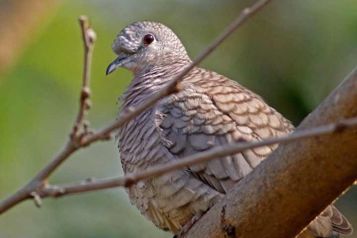 Inca Dove from Mission, TX, USA on December 26, 2024 at 11:42 AM by ...