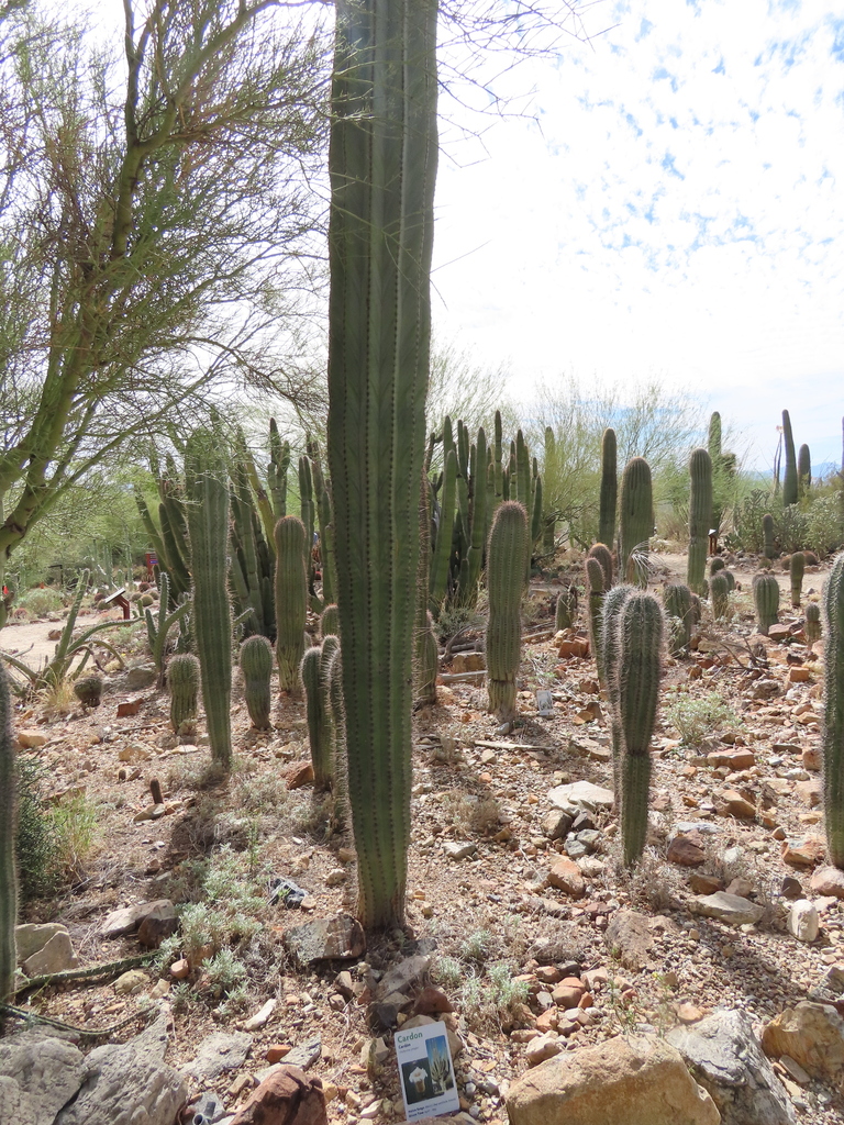 Cardón desde Arizona-Sonora Desert Museum, 2021 N Kinney Rd, Tucson, AZ ...