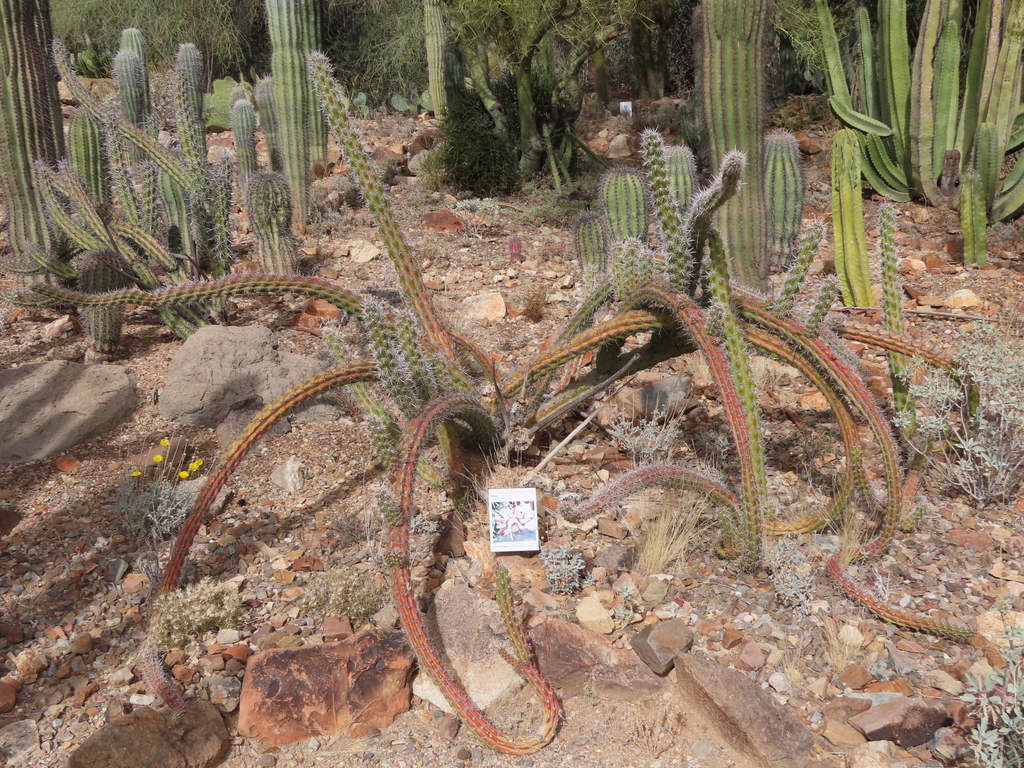 Octopus Cactus in November 2024 by duncanbishop24 · iNaturalist