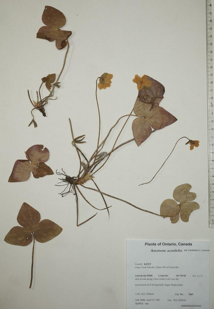 sharp-lobed hepatica from Canada, Ontario, CHATHAM-KENT County, Clear ...