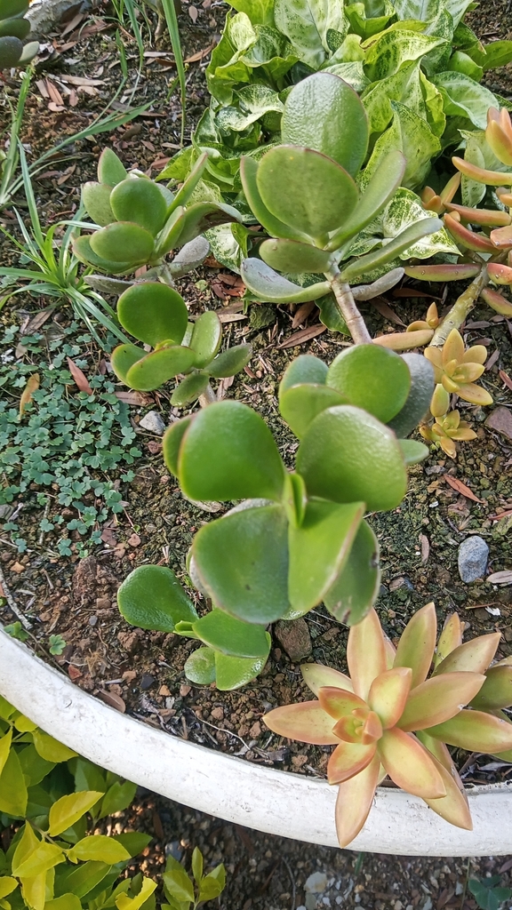 jade plant from Richmond Local Municipality, South Africa on December ...