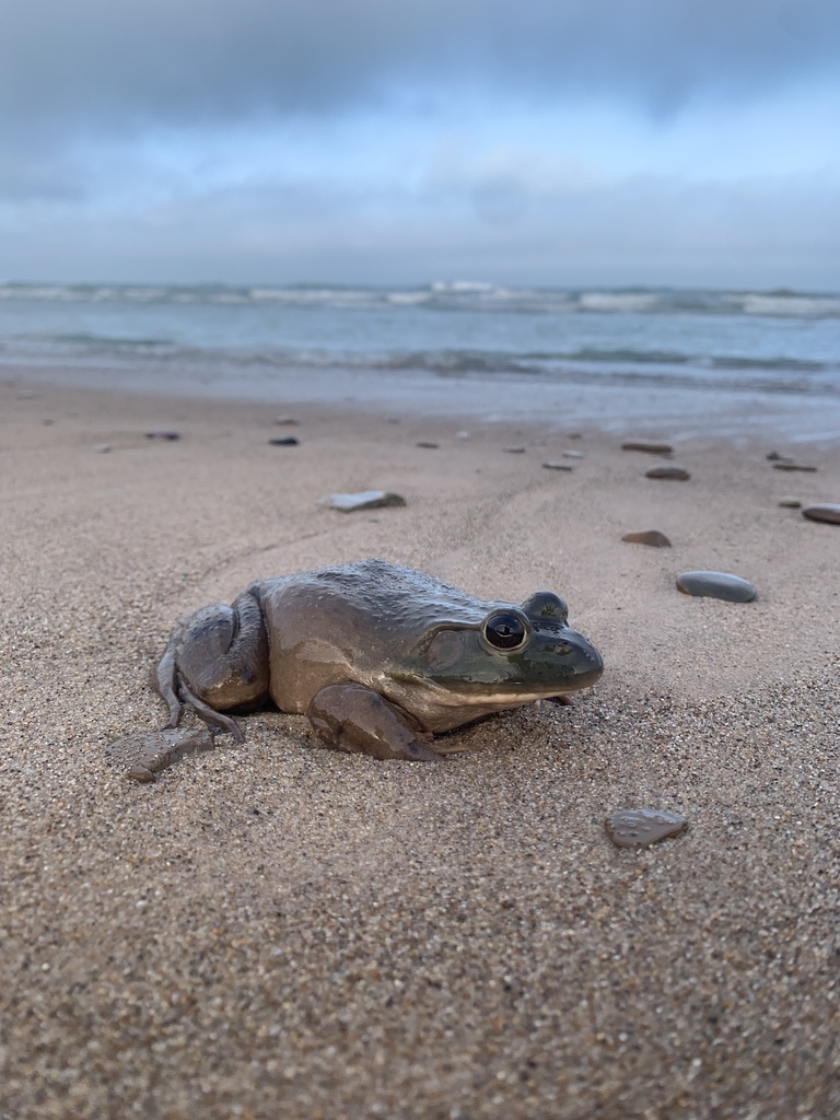 American Bullfrog from Indiana Dunes National Lakeshore, Porter County ...