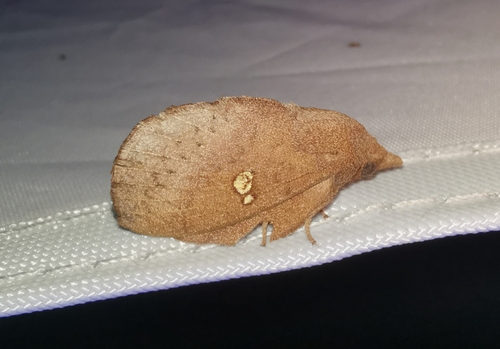 Euthrix sondensis · iNaturalist Mexico