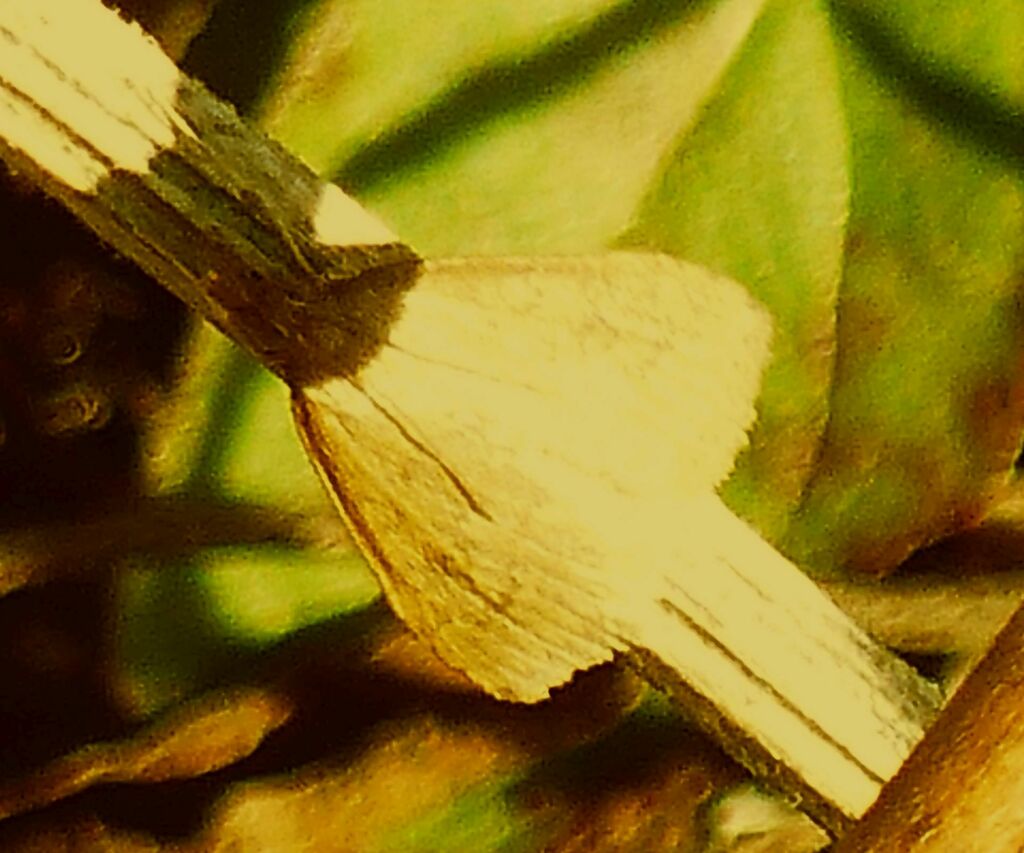 Celery Leaftier Moth from Barling, AR, USA on December 27, 2024 at 03: ...