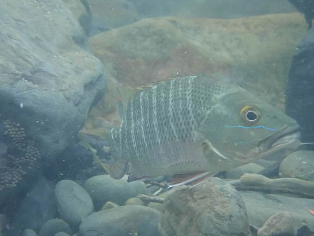 Mangrove Red Snapper (Lutjanus argentimaculatus) - Marine Life ...
