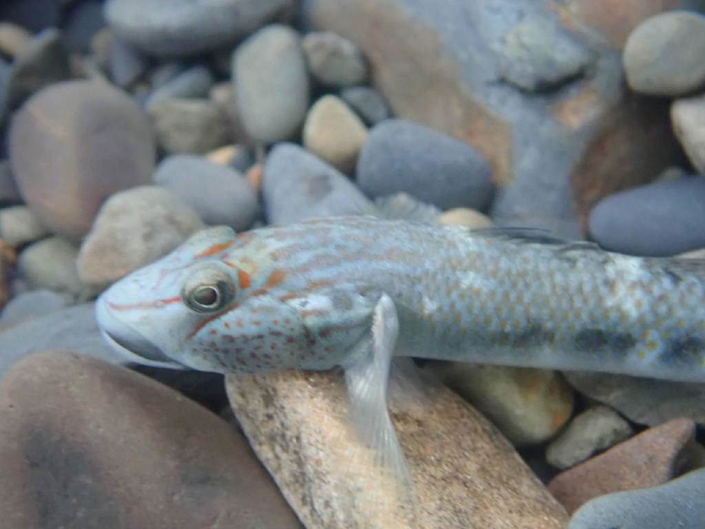 Giant Goby in July 2019 by Mac Lin · iNaturalist