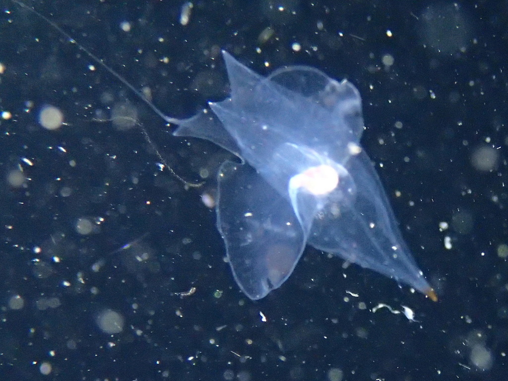 Sea Angels from Mabini, PH-BT, PH on November 27, 2024 at 12:56 PM by ...