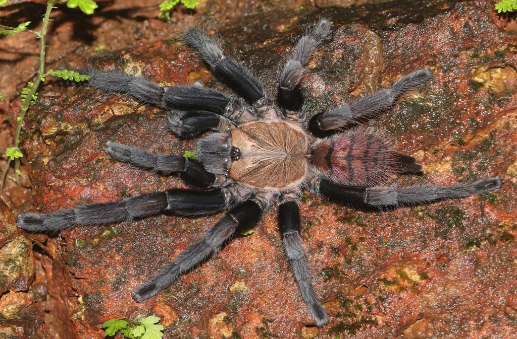 Indian Violet Tarantula from Surla, Goa, India on September 18, 2017 at ...