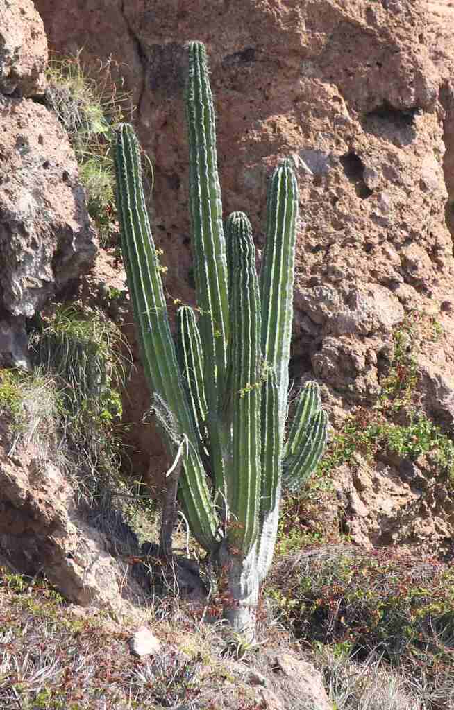 Cardón hecho desde Mazatlán, Sinaloa, Mexico el 25 de octubre de 2024 a ...