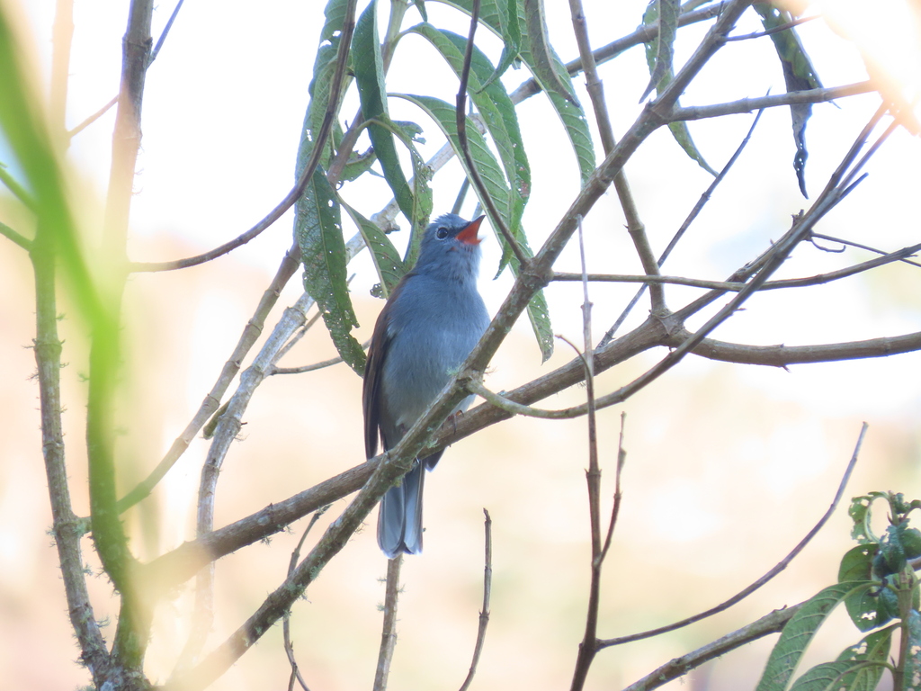 Andean Solitaire from Riosucio, Caldas, Colombia on January 1, 2000 at ...