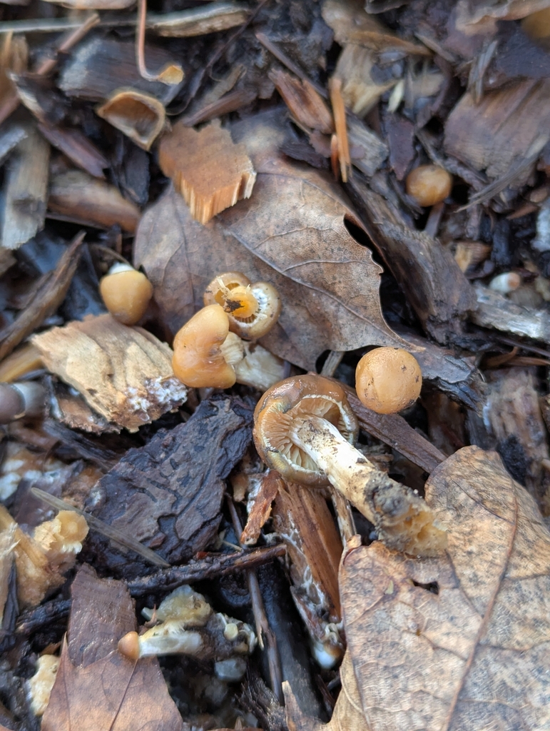 Psilocybe Mushrooms in December 2024 by iggypoprocks. Fuzzy mycelium at ...