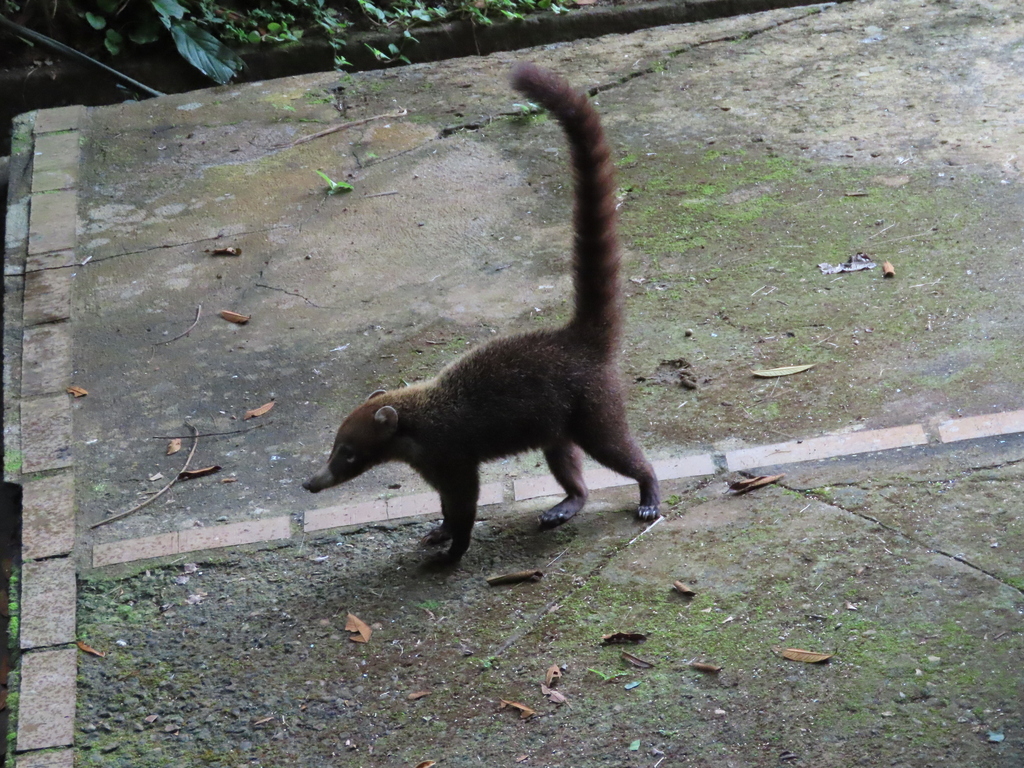 White-nosed Coati from Albrook, Panamá, Provincia de Panamá, Panamá on ...