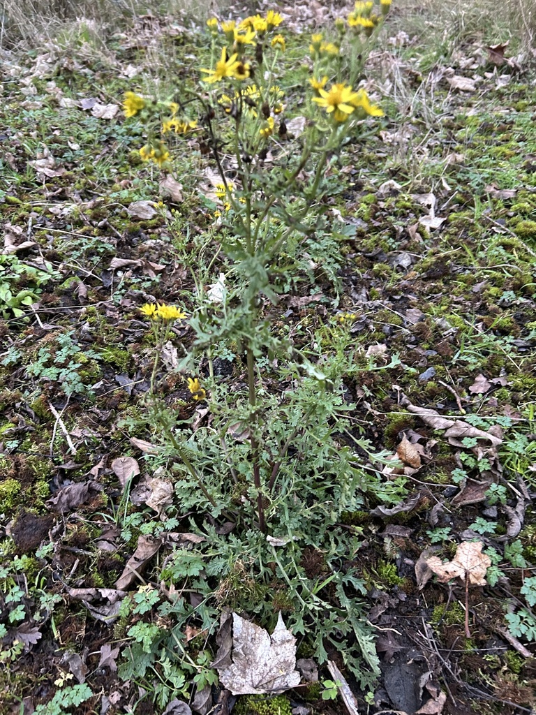 ragwort from Glen Rise, Leicester, England, GB on December 30, 2024 at ...