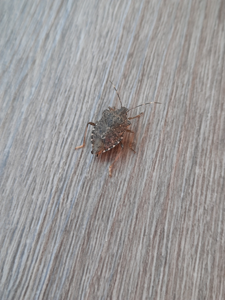 Brown Marmorated Stink Bug in December 2024 by Kelsey · iNaturalist