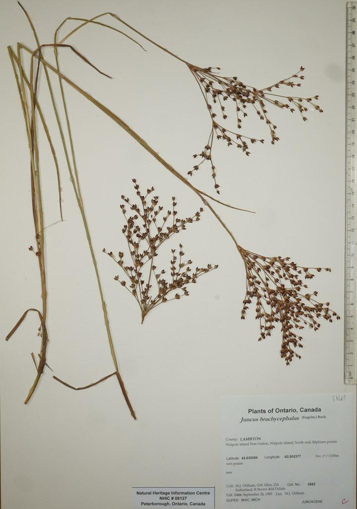 Small-head Rush from Canada, Ontario, LAMBTON County, Walpole Island ...