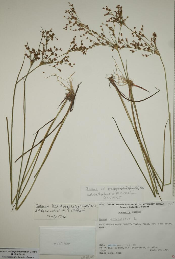 Small-head Rush from Canada, Ontario, NORFOLK County, Turkey Point ...