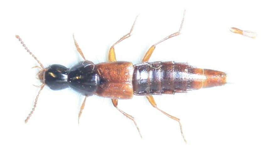 Microsaurus from Чеховский р-н, Московская обл., Россия on April 2 ...