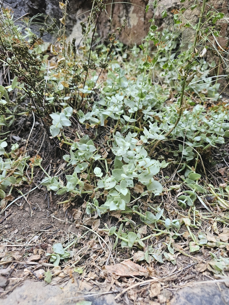 Crystal Stonecrop from Oudtshoorn Local Municipality, South Africa on ...
