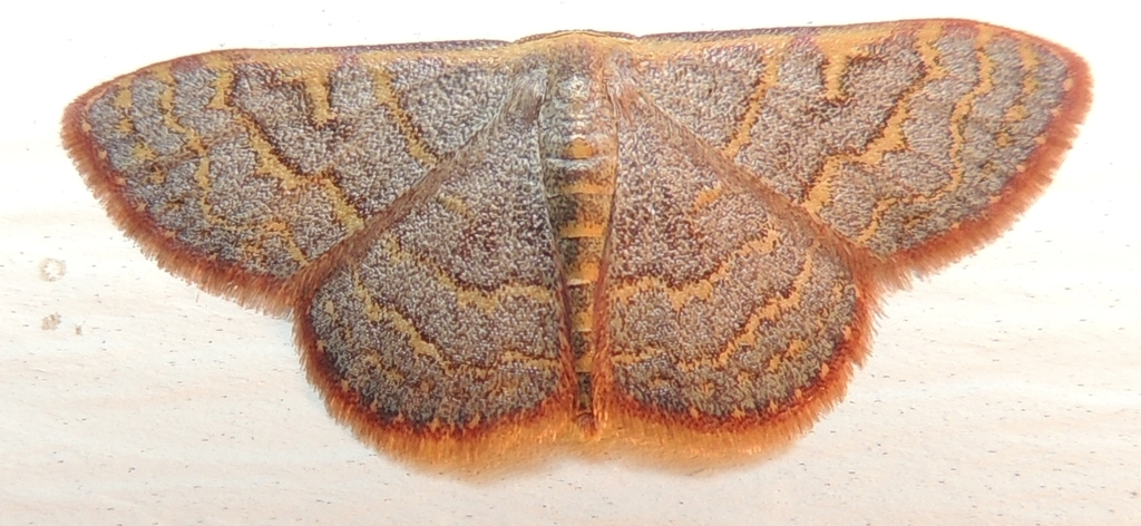 Pannaria Wave Moth (Commonly observed moths of Dallas/Fort Worth (2 ...