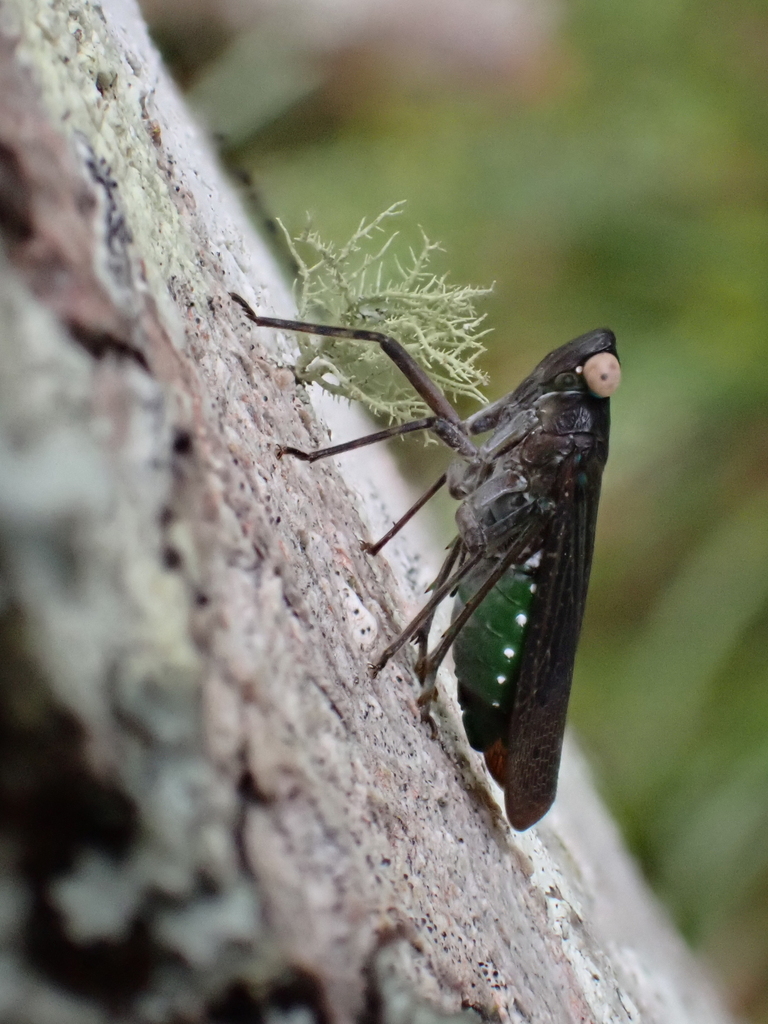 green and black planthopper from Emerald Beach NSW 2456, Australia on ...